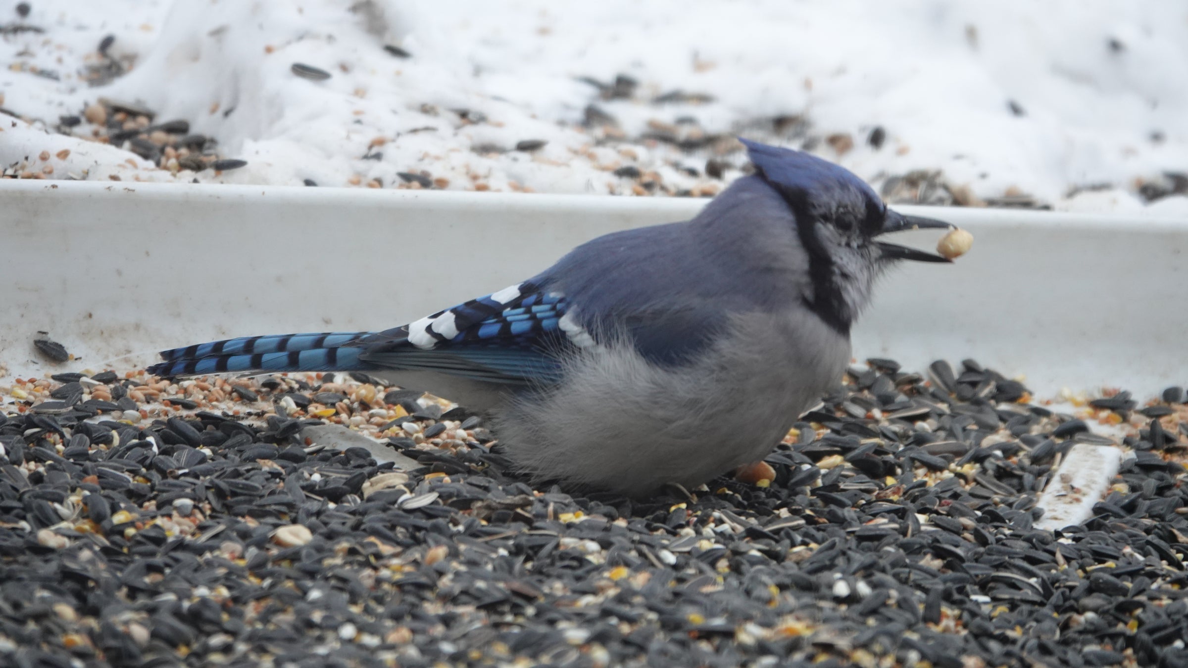 Avian Aviators | Bird Seed Done Better